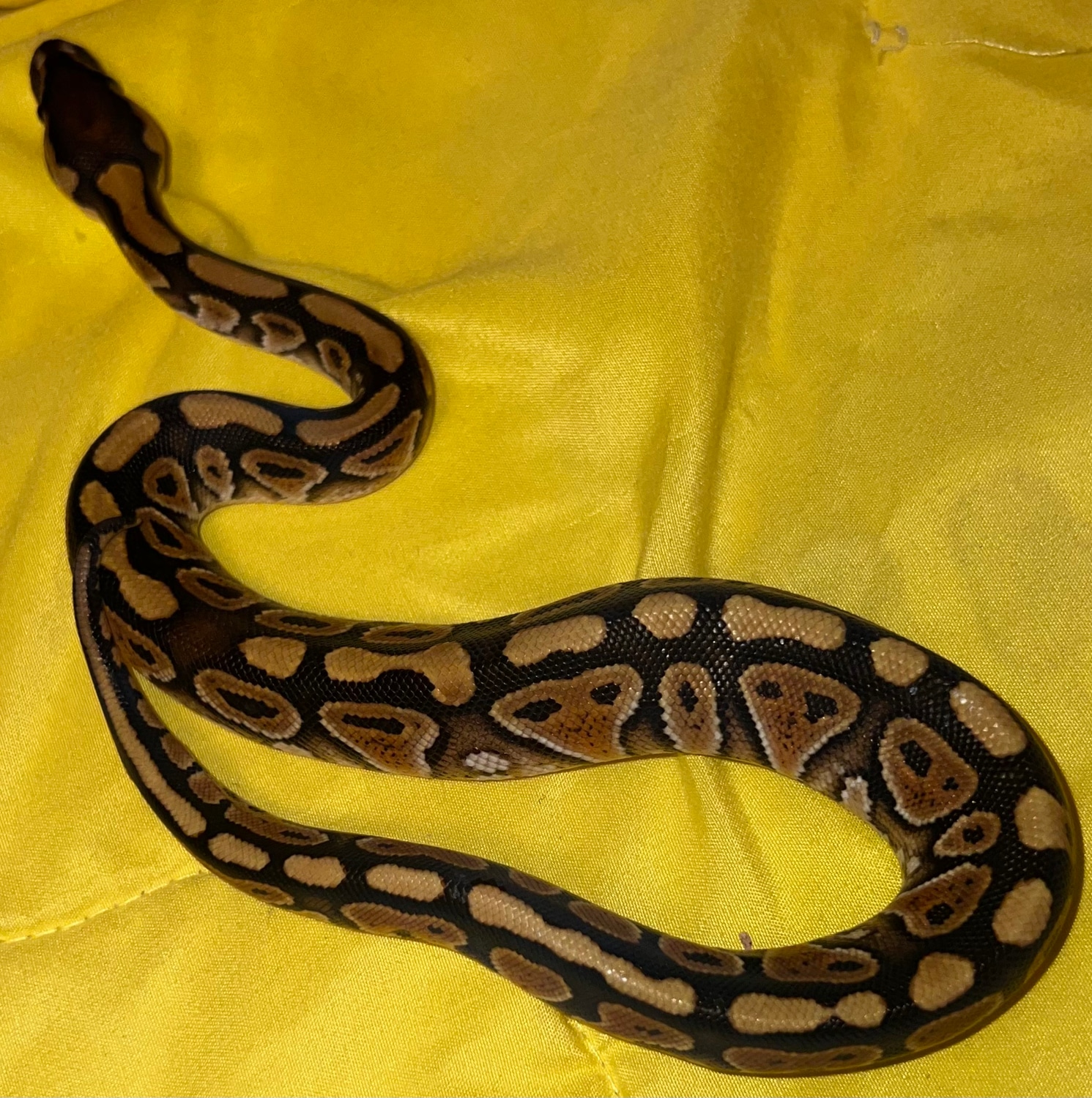 Ball Python by R&K Reptiles - MorphMarket