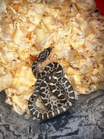 Emory Other Rat Snake by R&K Reptiles