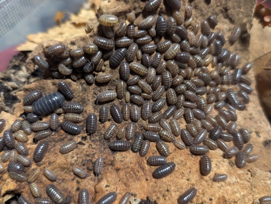 15 Ct Armadillidium Vulgare "Wild Type Isopod by Chaotic Critters