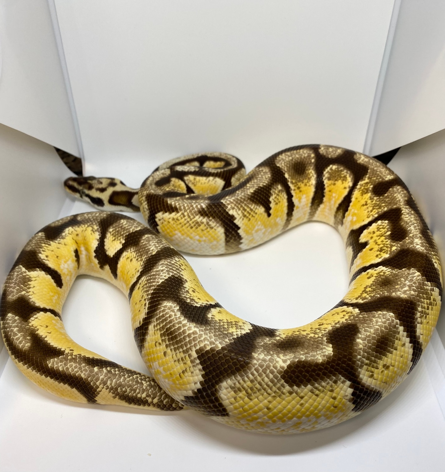 Proven Orange Dream Spotnose Enchi Pastel Ball Python by Combat Creations - MorphMarket