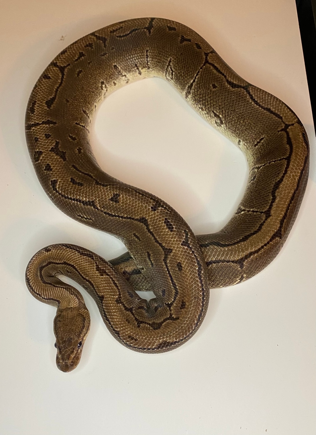 Proven Pinstripe Ball Python by Combat Creations - MorphMarket