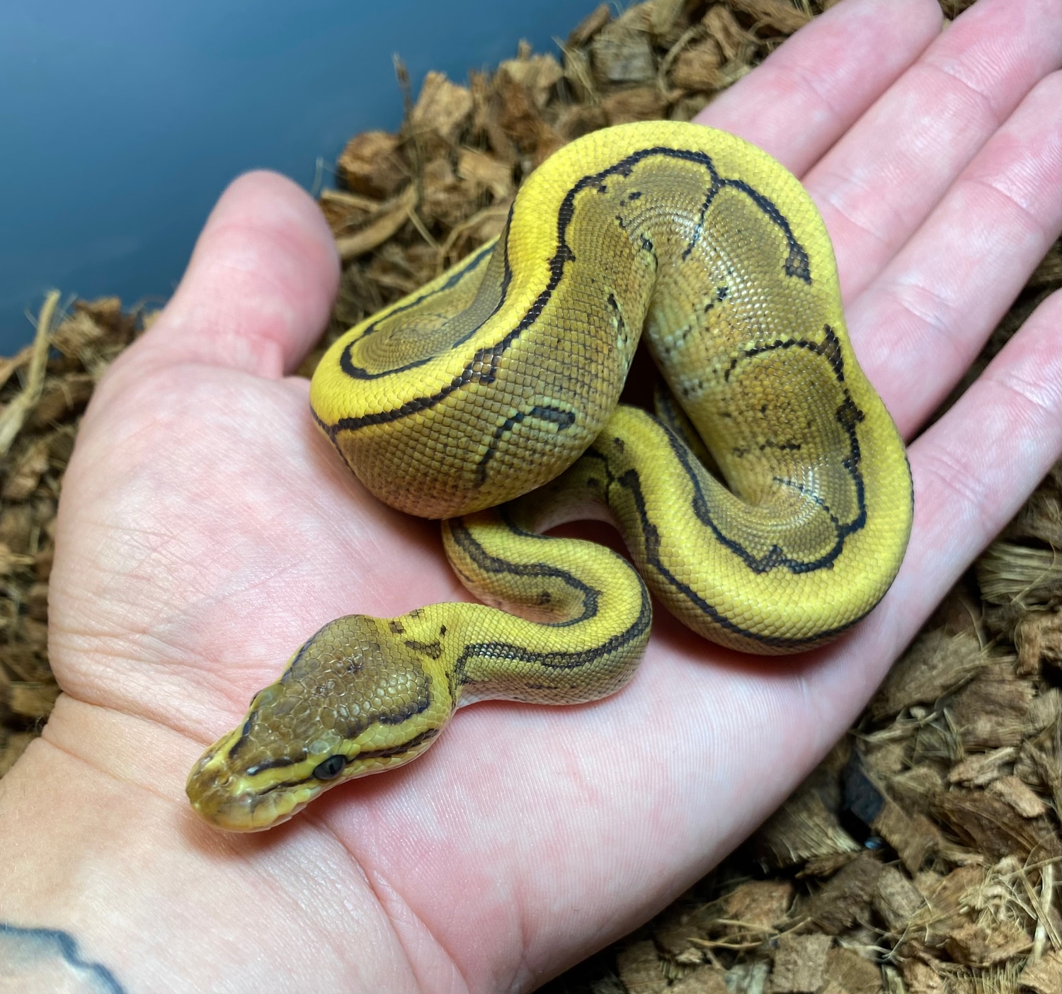 Emoji Enchi Fire Pinstripe Ball Python by Combat Creations - MorphMarket