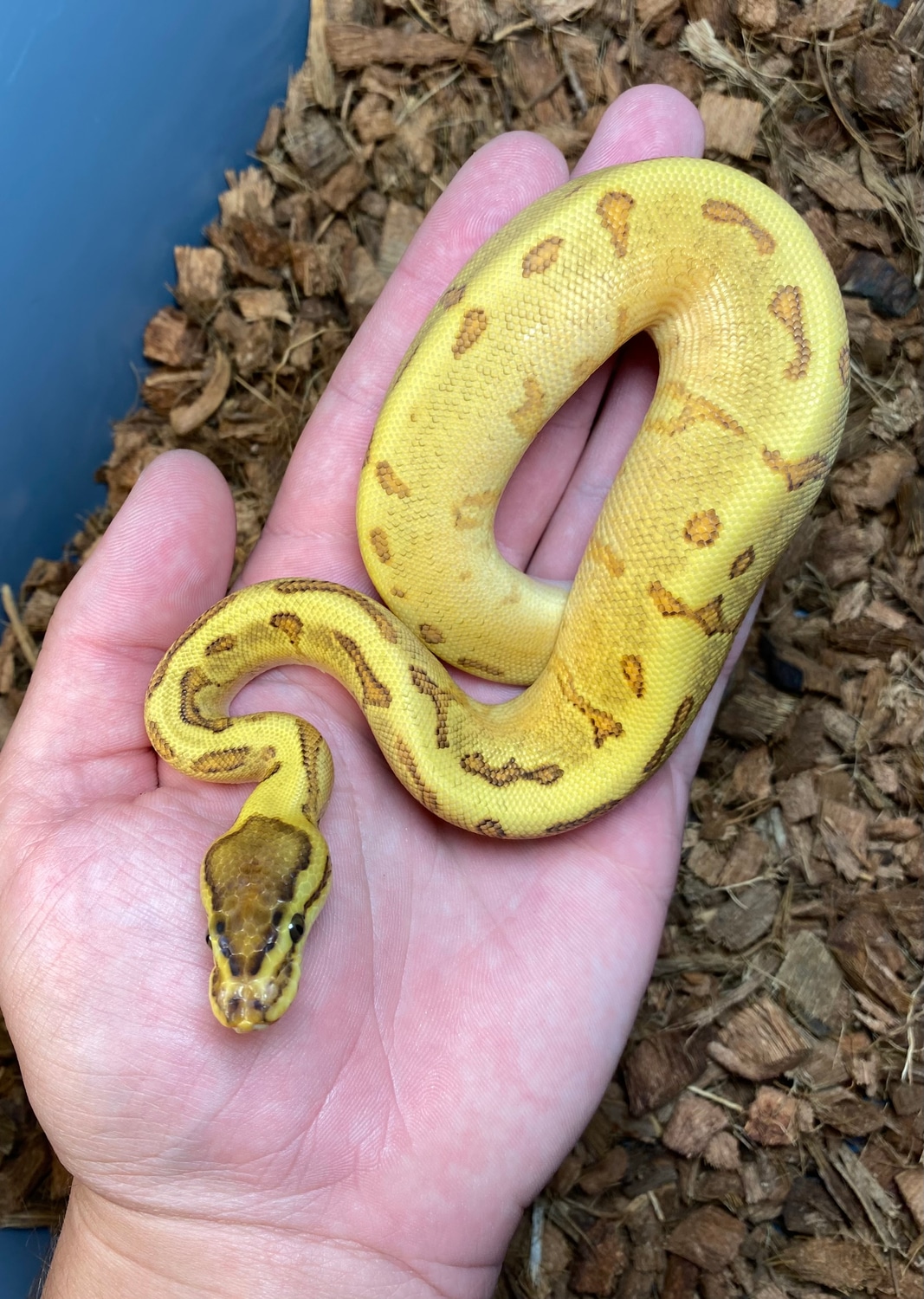 Emoji ODYB Enchi Fire Pinstripe Ball Python by Combat Creations ...
