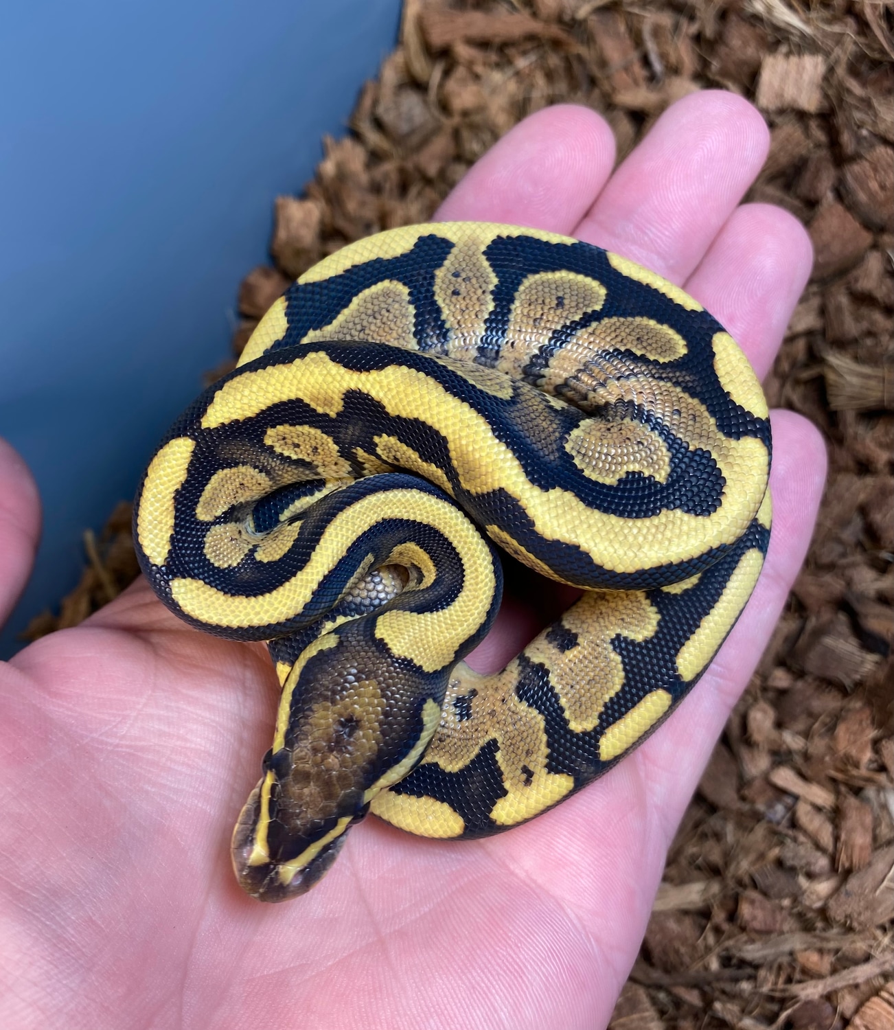 Fire Yellowbelly Ball Python by Combat Creations - MorphMarket