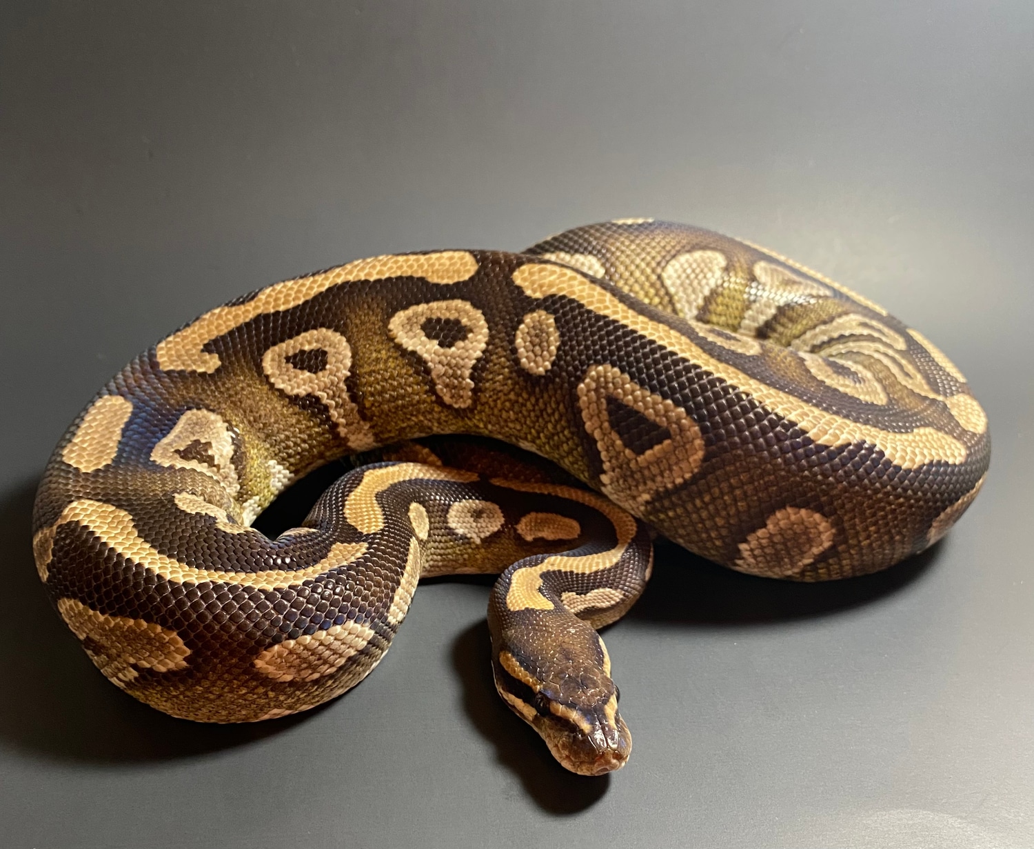 Mojave Ball Python by Combat Creations - MorphMarket