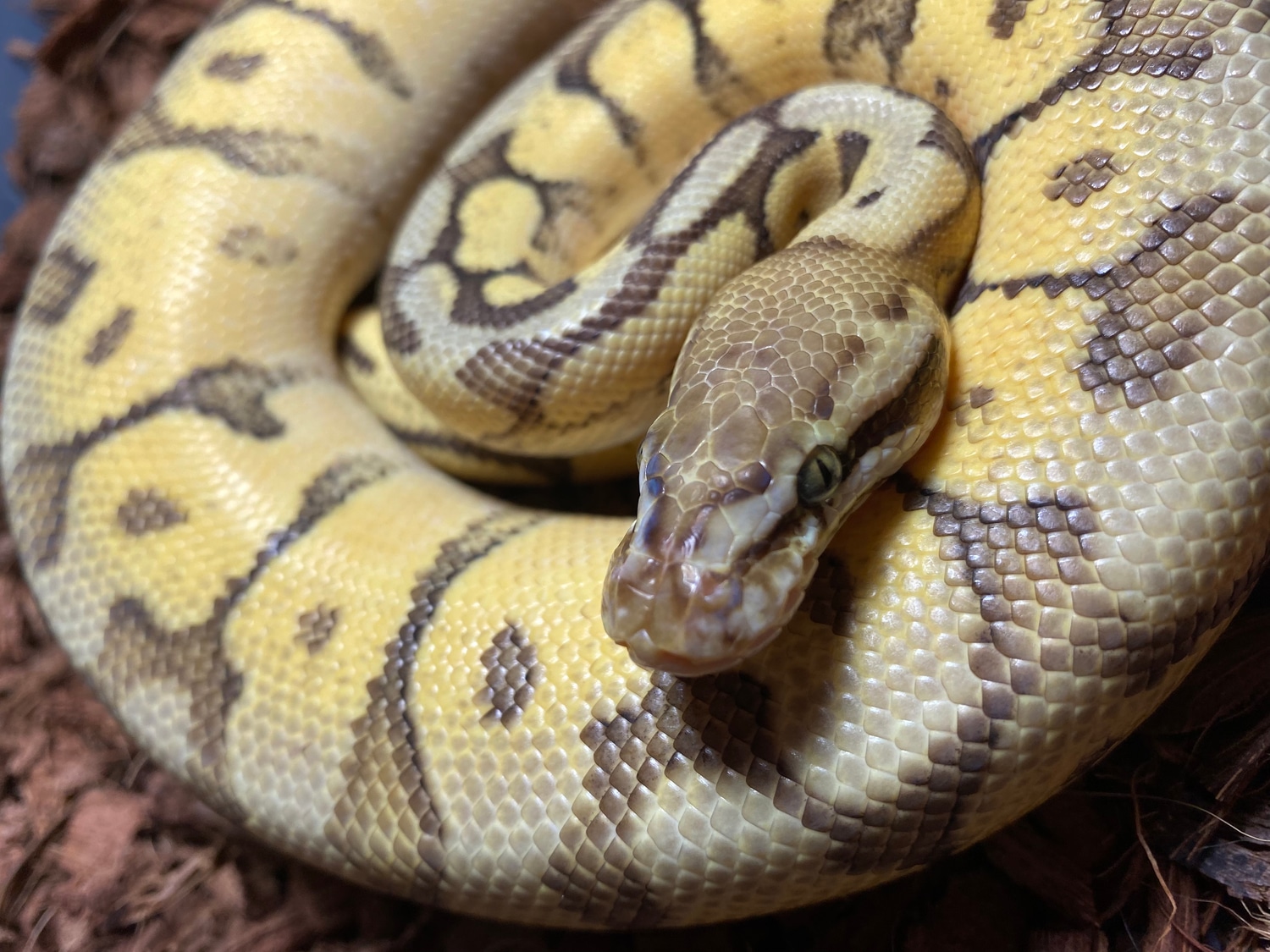 Firefly Mojave Spider Het Hypo Ball Python by Combat Creations - MorphMarket
