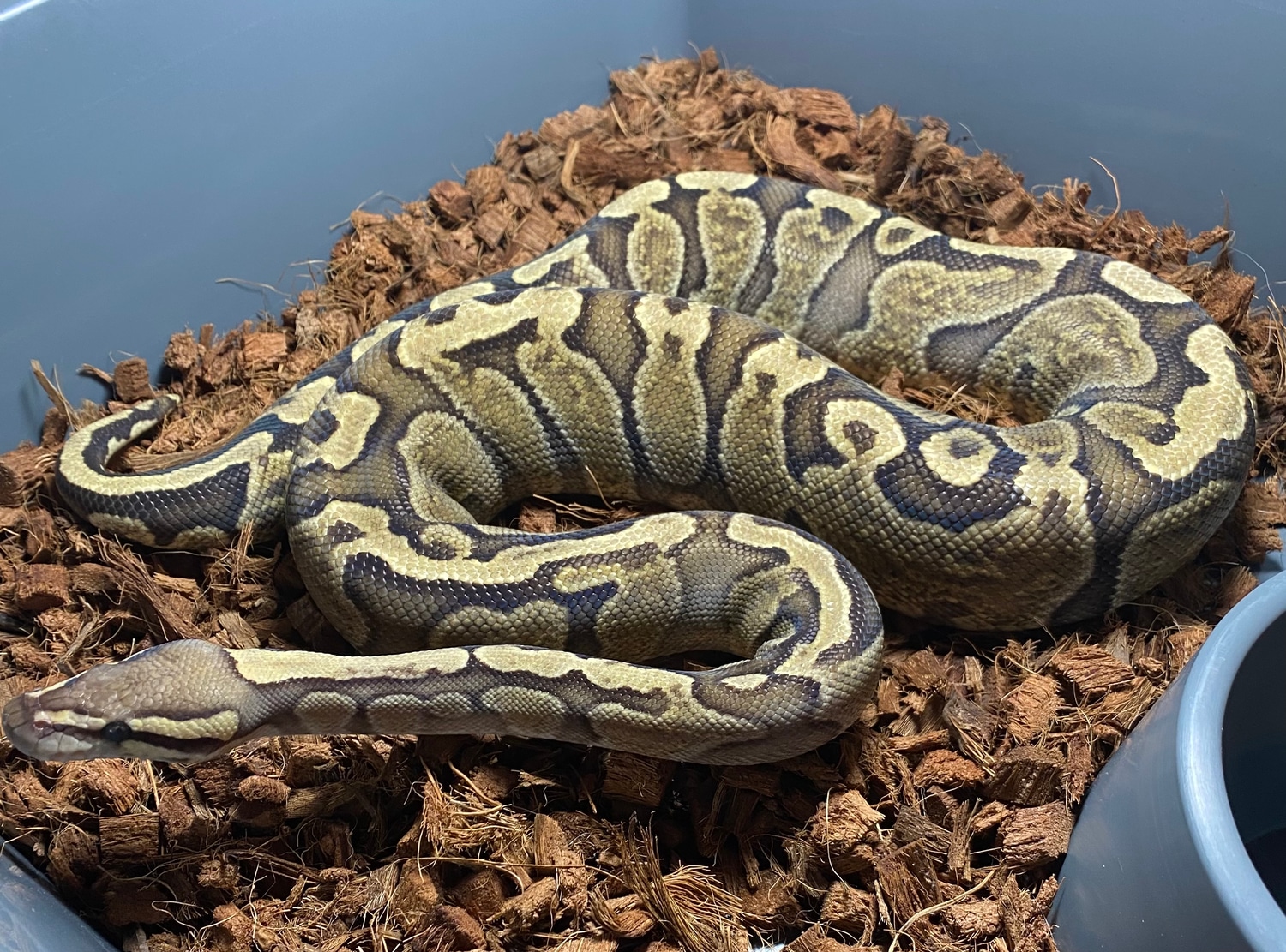 GHI Fire/Vanilla Ball Python by Combat Creations - MorphMarket