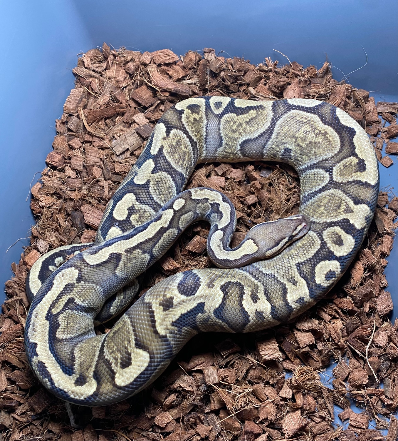 GHI Fire/Vanilla Ball Python by Combat Creations - MorphMarket