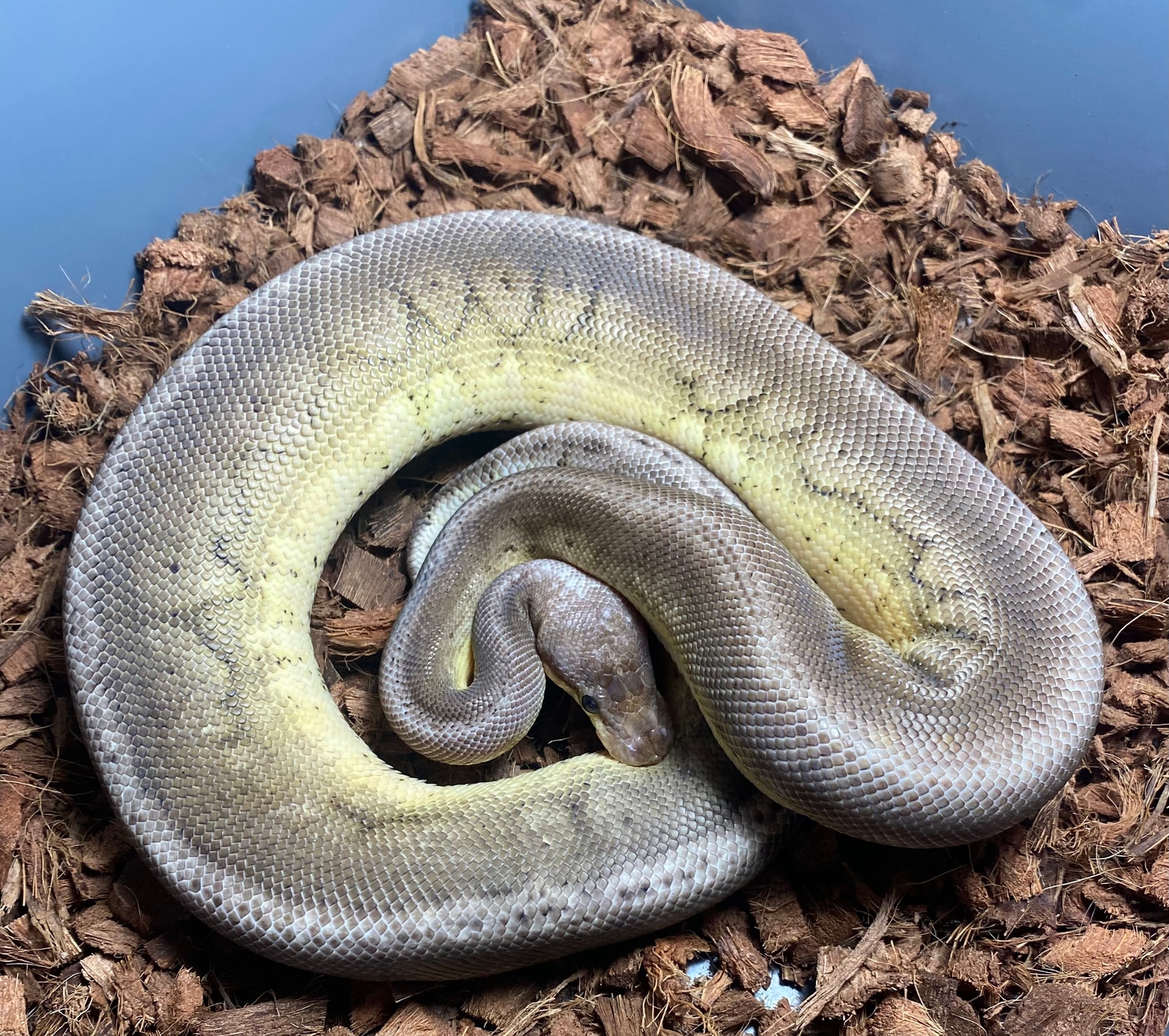 Pewter YB HGW SN Ball Python by Combat Creations - MorphMarket
