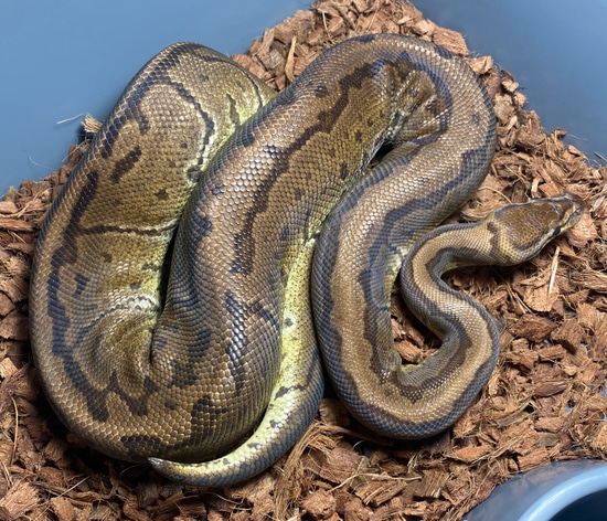 Sable Pinstripe Ball Python by Combat Creations