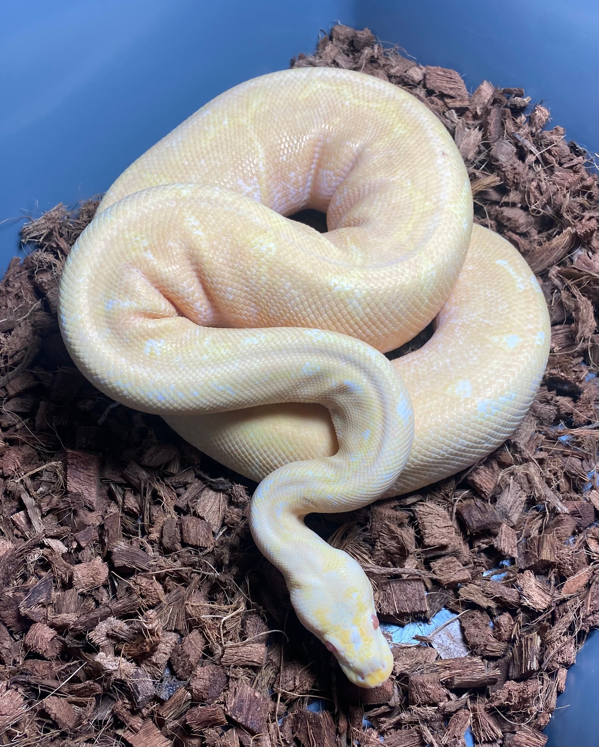 Albino Spider Ball Python by Combat Creations - MorphMarket