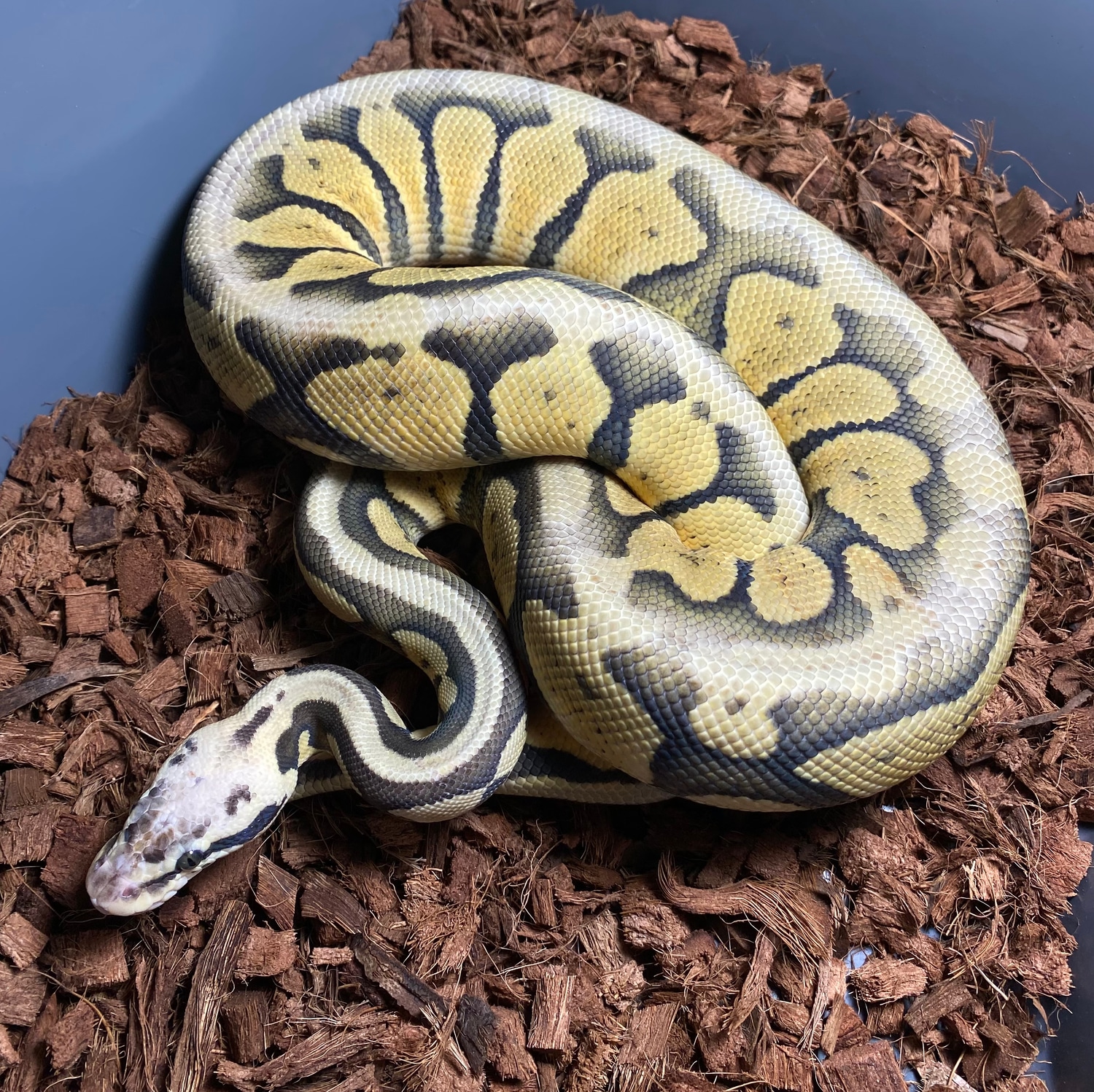 Super Pastel Hypo Ball Python by Combat Creations - MorphMarket
