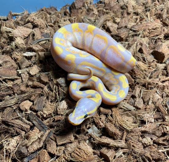 Banana Ball Python by Combat Creations