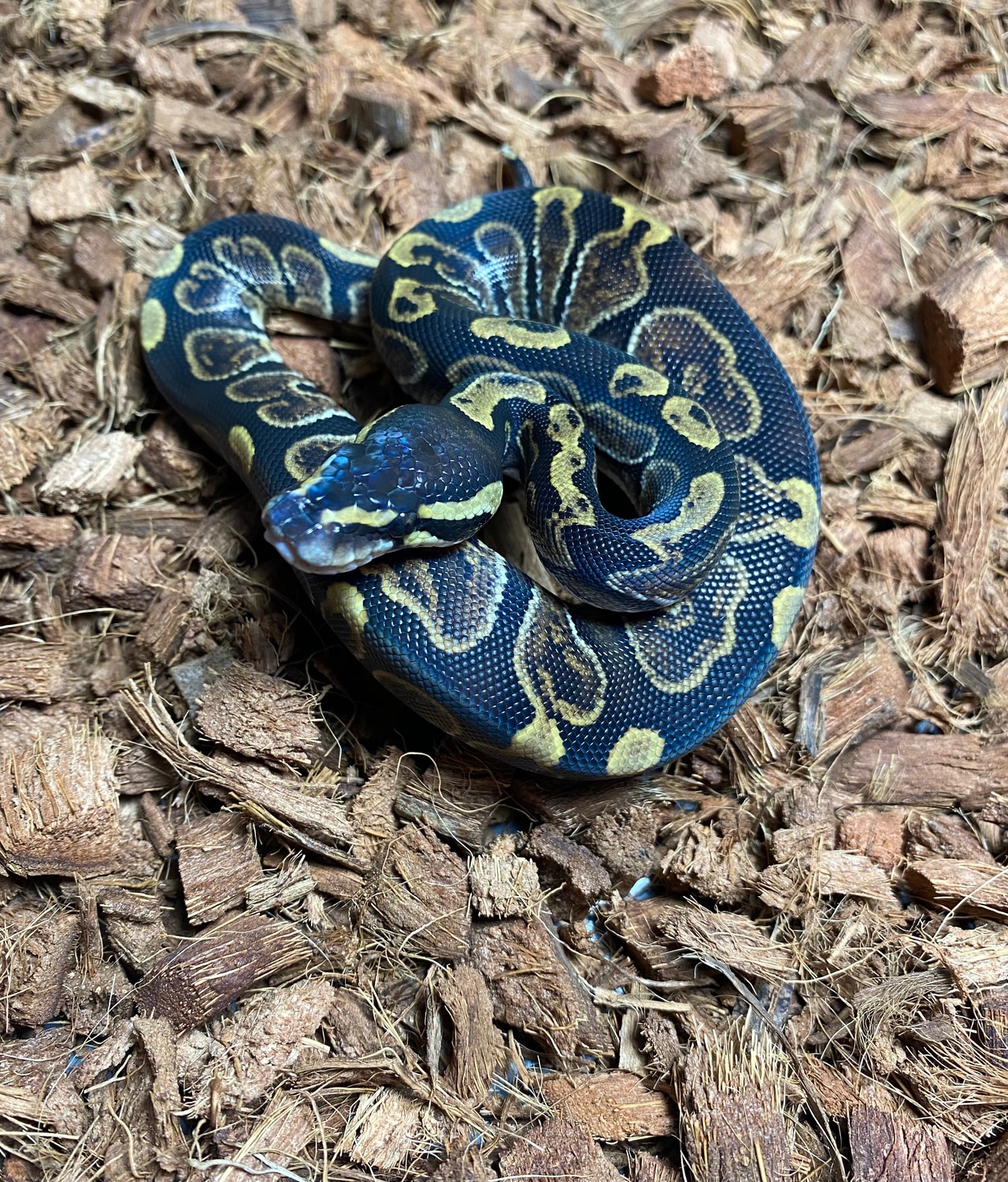 GHI Phantom Ball Python by Combat Creations - MorphMarket