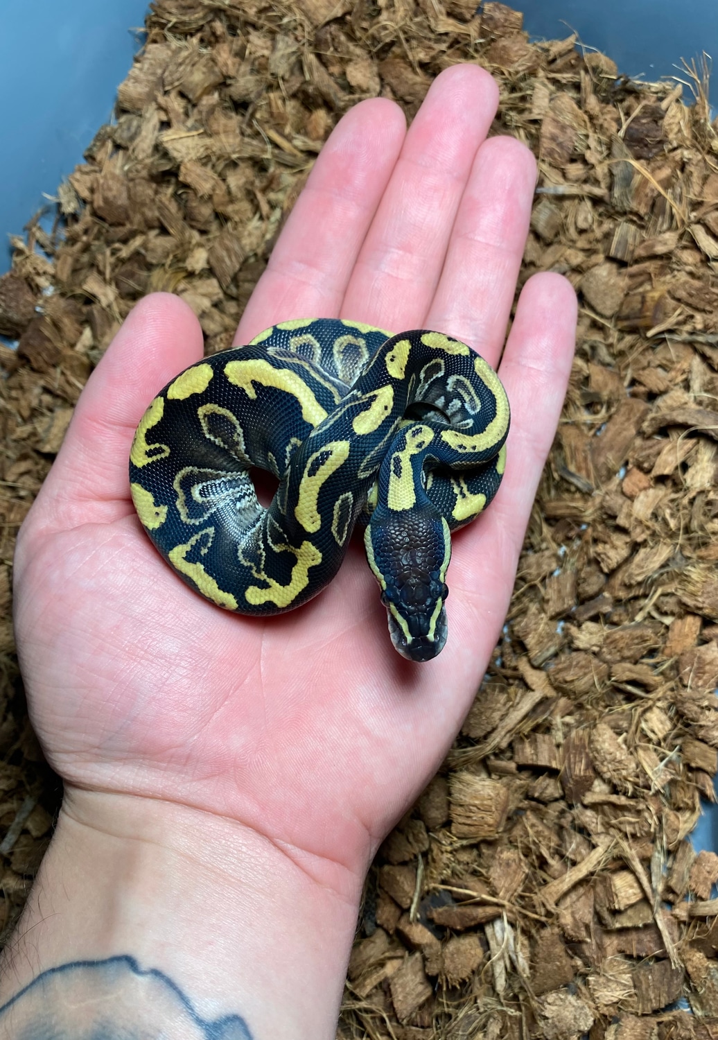GHI Mojave Ball Python by Combat Creations - MorphMarket