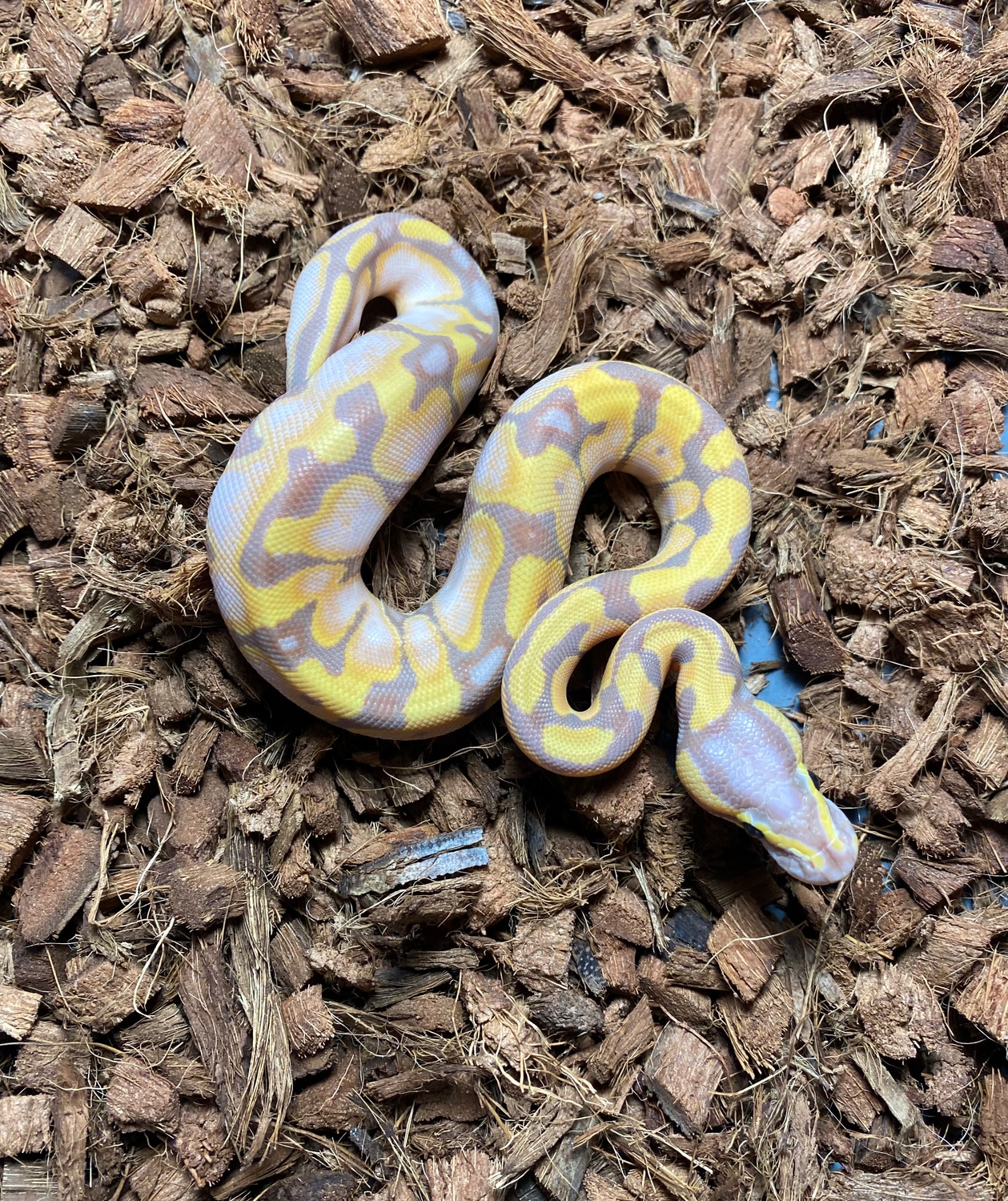 Banana Enchi Ball Python by Combat Creations - MorphMarket