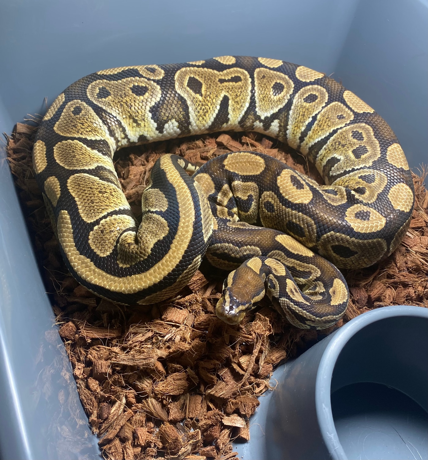 Special Ball Python by Combat Creations - MorphMarket