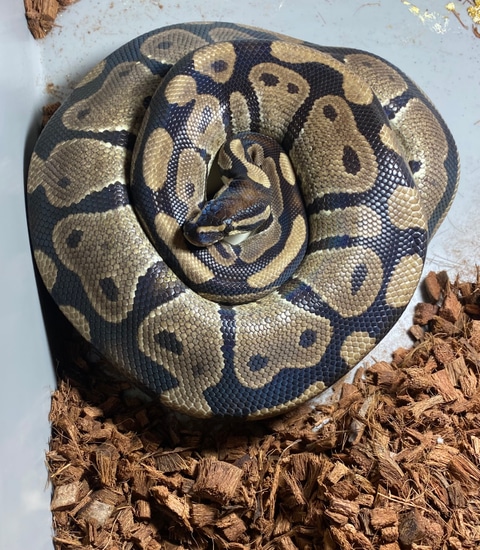 Het Pied Ball Python by Combat Creations