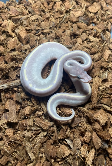 Purple Passion Ball Python by Combat Creations