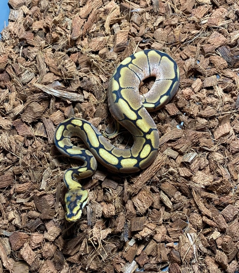 Spider Ball Python by Combat Creations