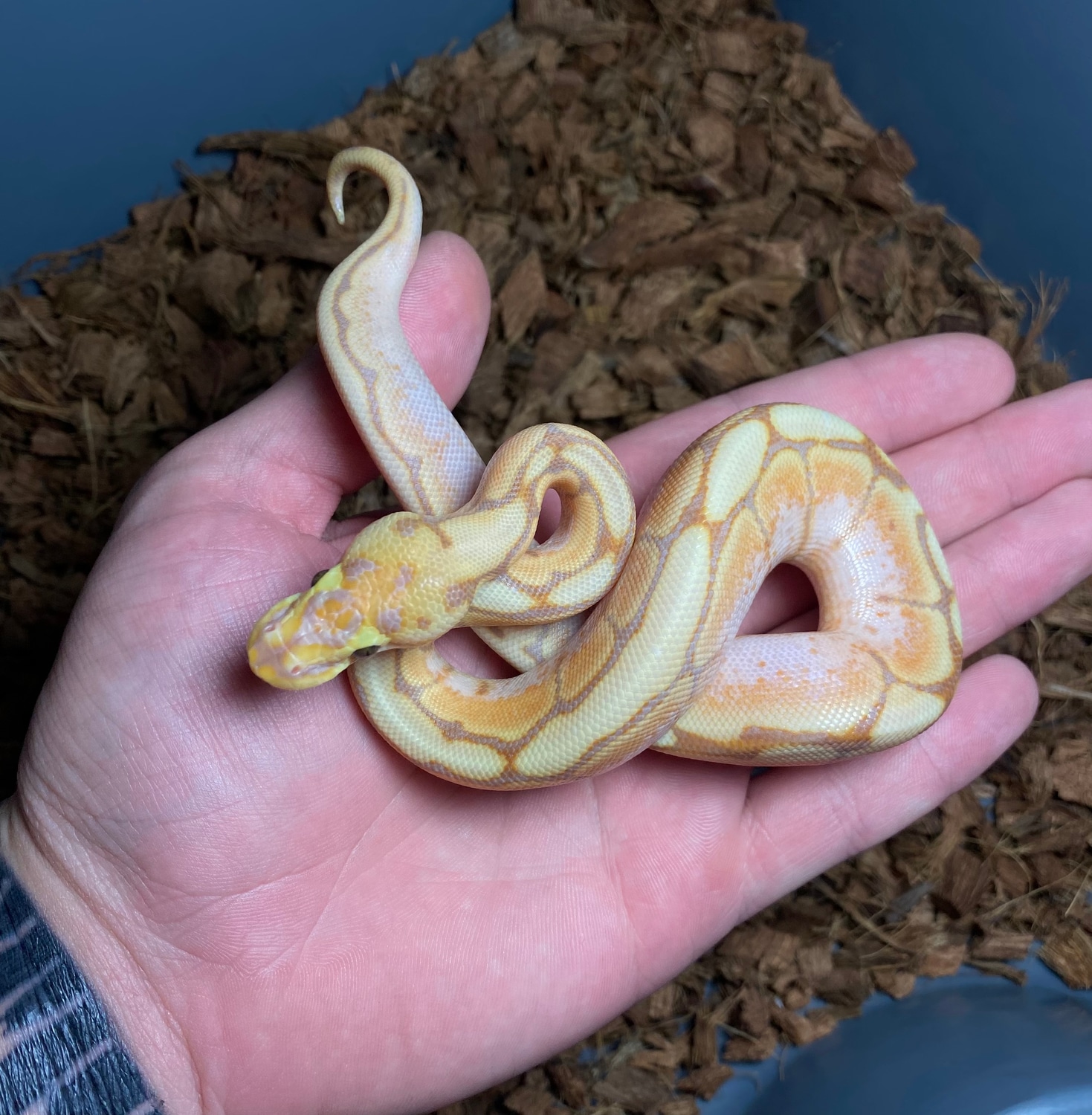 Banana Enchi Spider Ball Python by Combat Creations - MorphMarket
