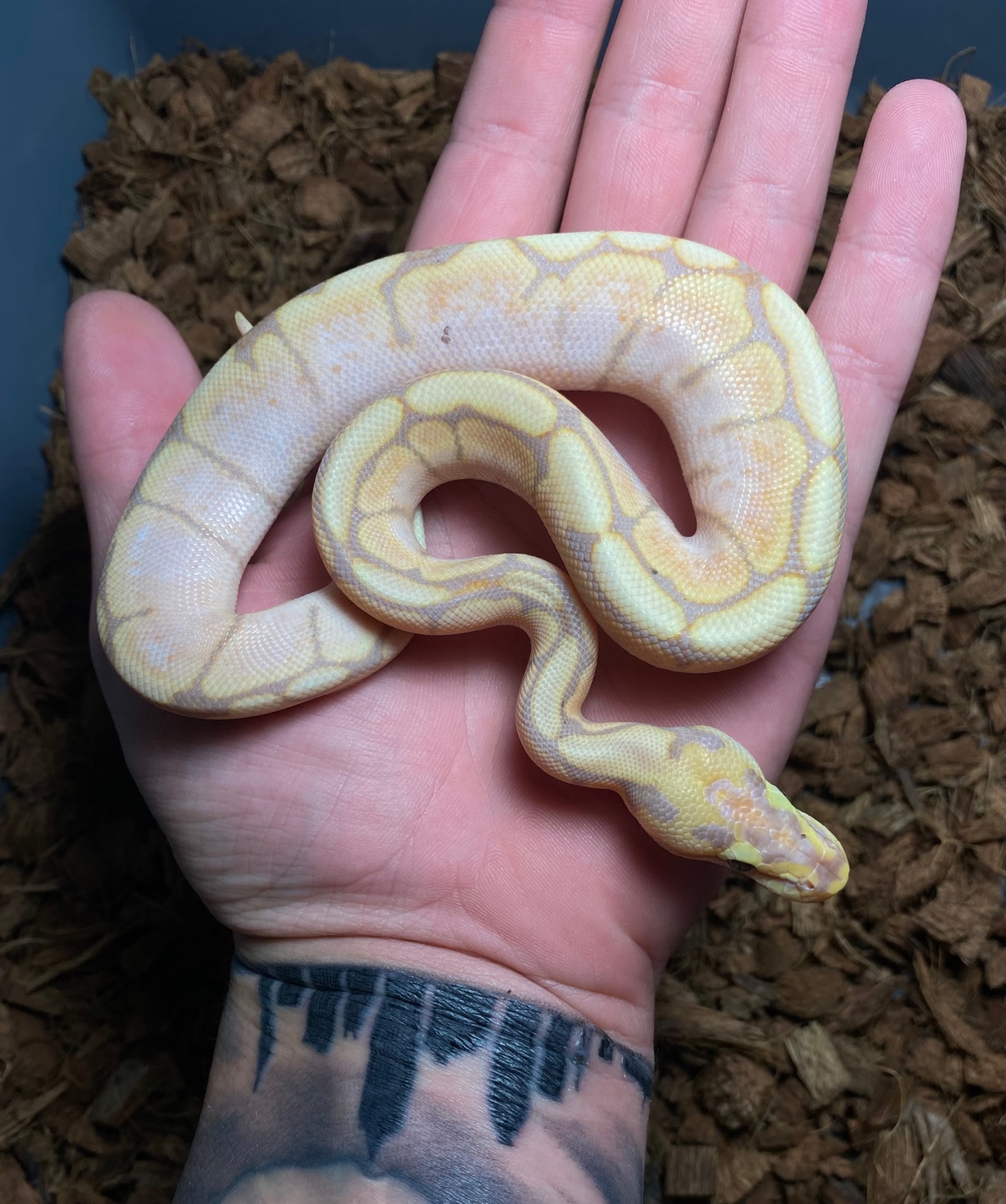 Pastel Banana Enchi Spider Ball Python by Combat Creations - MorphMarket