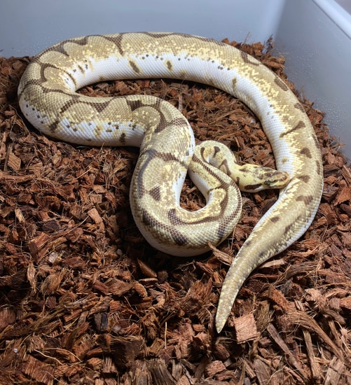 Pastel Enchi Spider Ball Python by Combat Creations
