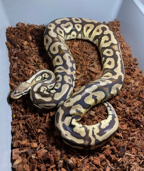 Proven Pastel Mystic Ball Python by Combat Creations