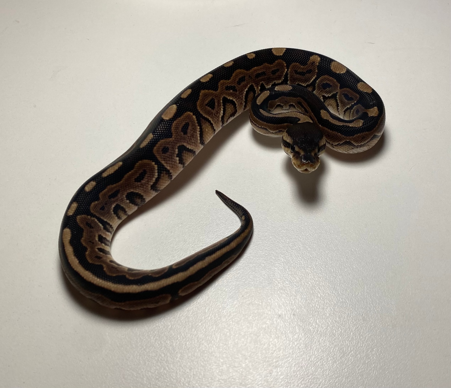 Cinnamon Ball Python by Combat Creations - MorphMarket