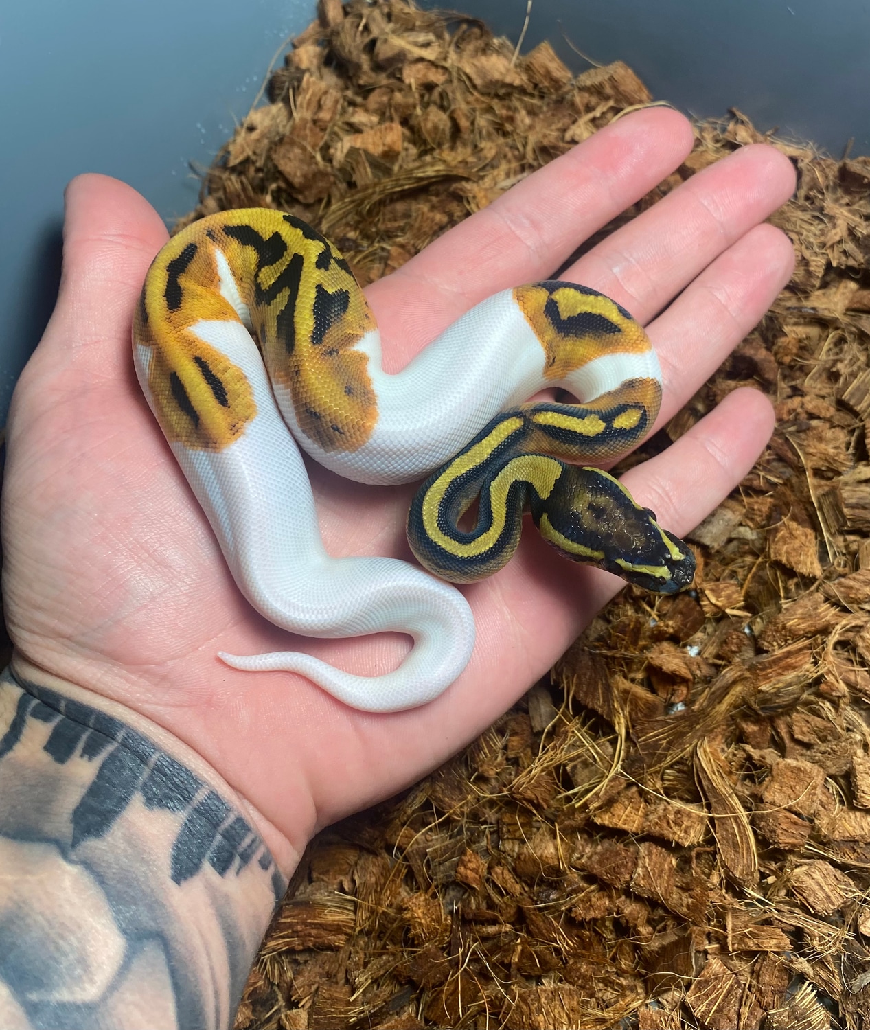Pied Ball Python by Combat Creations - MorphMarket
