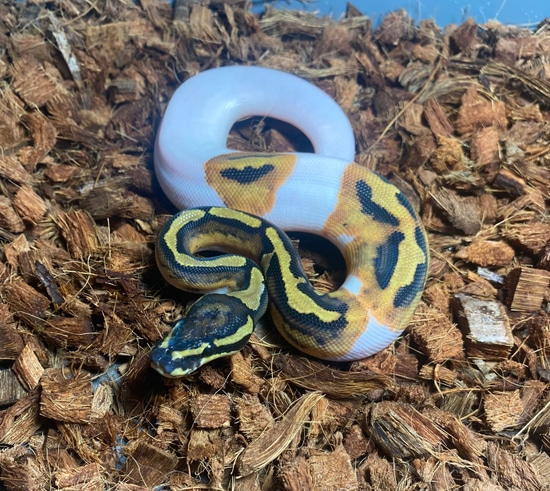 Pied Ball Python by Combat Creations