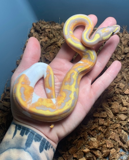 Banana Pied Ball Python by Combat Creations