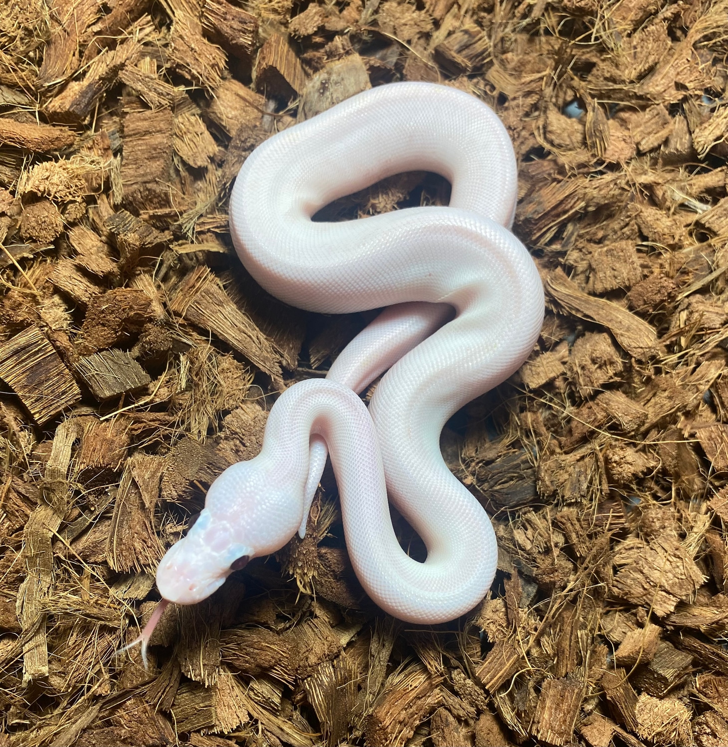 Super Fire Super Enchi Pos Banana Yb Ball Python by Combat Creations ...