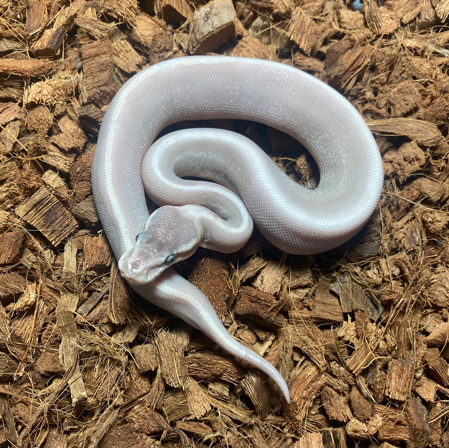 Pastel GHI Purple Passion Ball Python by Combat Creations - MorphMarket