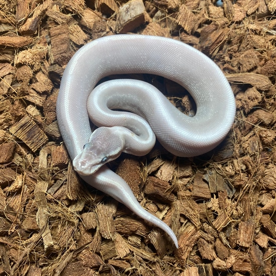Pastel GHI Purple Passion Ball Python by Combat Creations