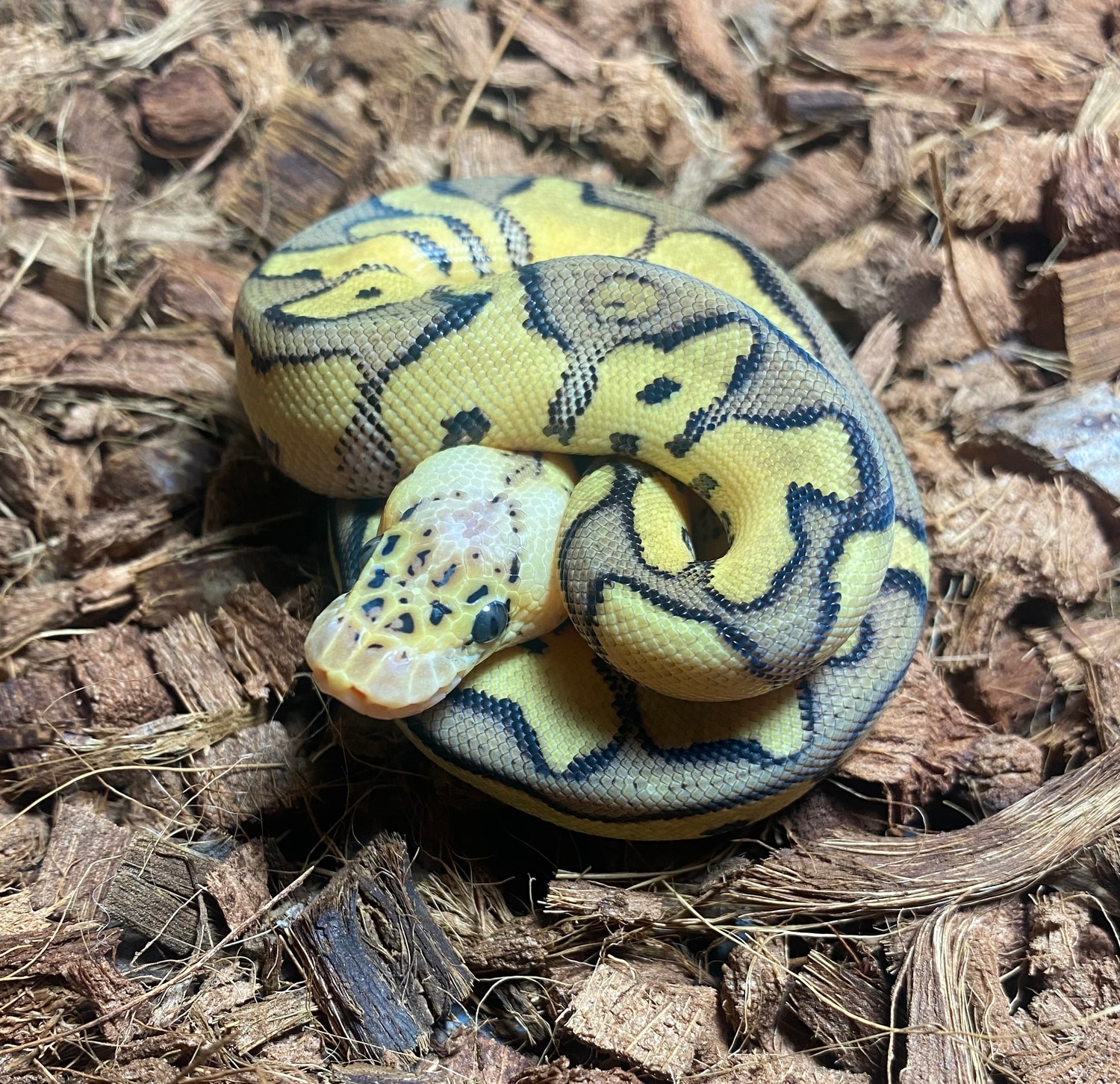 Pastel Clown Ball Python by Combat Creations - MorphMarket