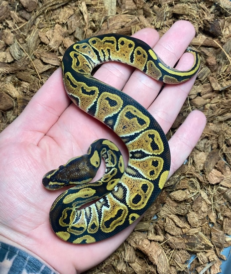 Special Ball Python by Combat Creations