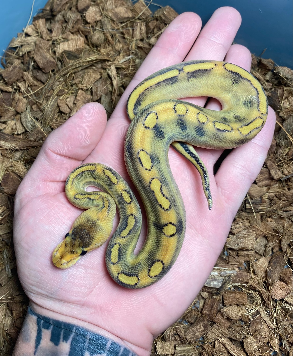Fire Champagne Ball Python by Combat Creations - MorphMarket