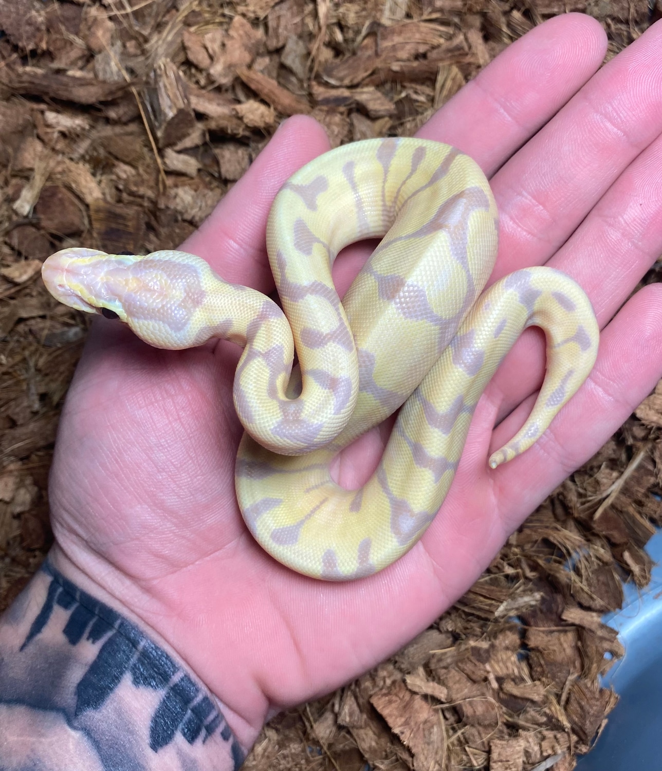 Pastel Banana Super Enchi Yellowbelly Ball Python by Combat Creations ...