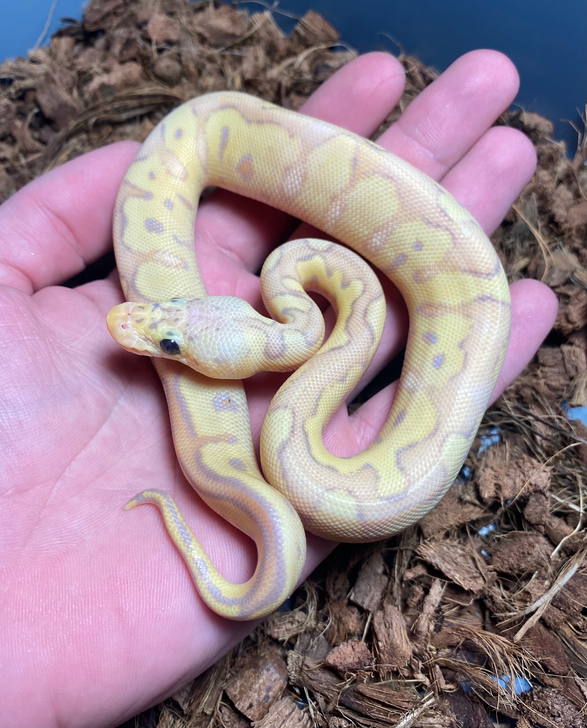 Pastel Banana Clown Ball Python by Combat Creations - MorphMarket
