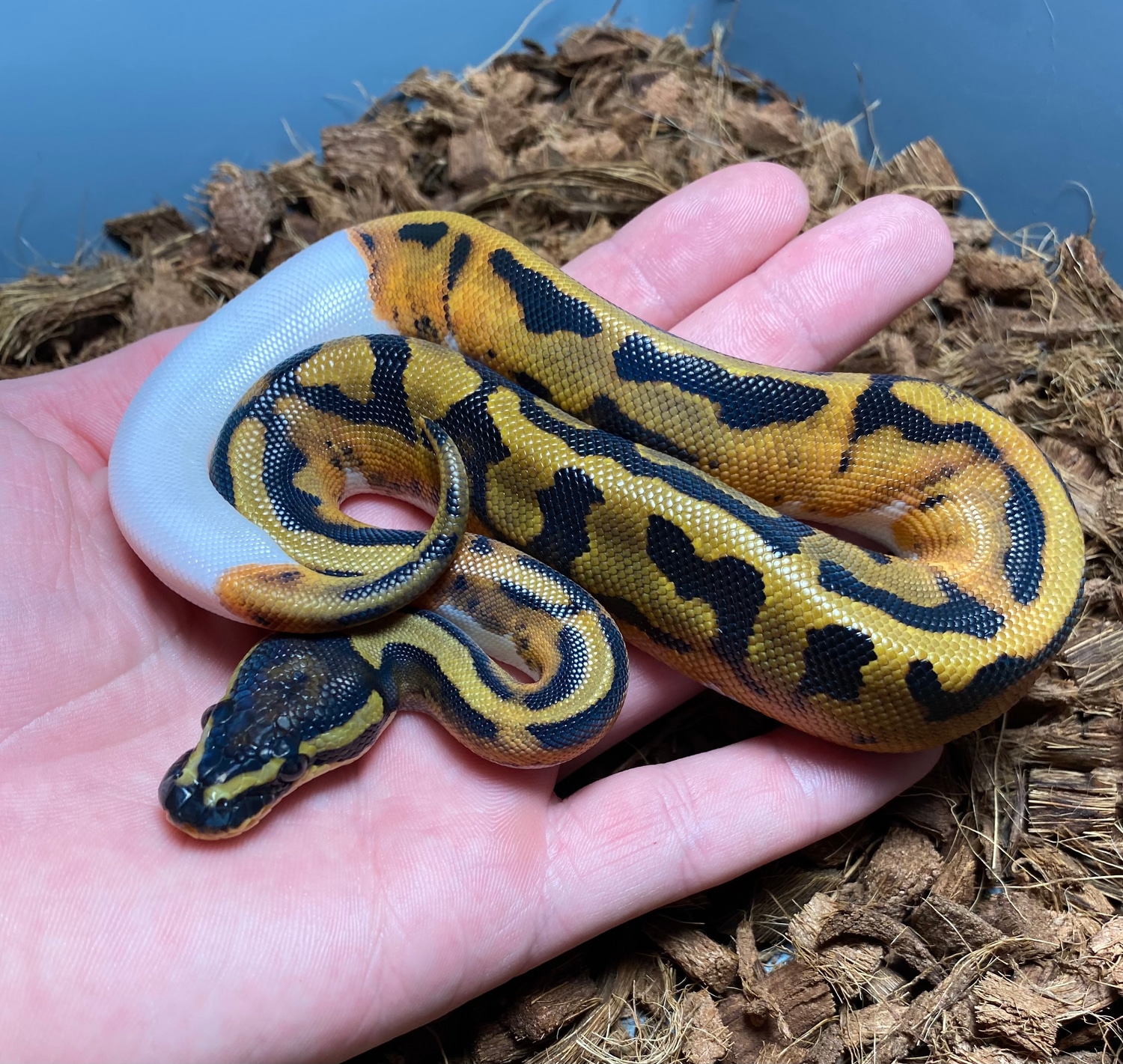 Pied Ball Python by Combat Creations - MorphMarket