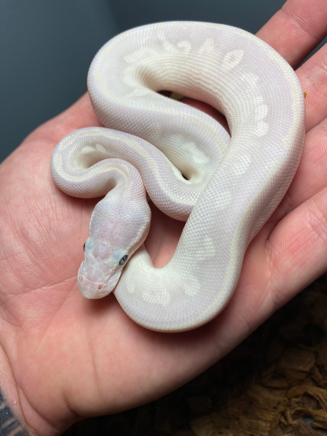 Pastel Mystic Potion Ball Python by Combat Creations - MorphMarket