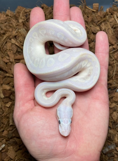 Pastel Mystic Potion Ball Python by Combat Creations