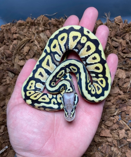 Pastave Spotnose Ball Python by Combat Creations