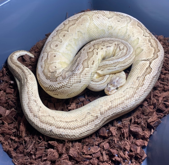 Emperor Pinstripe Ball Python by Combat Creations