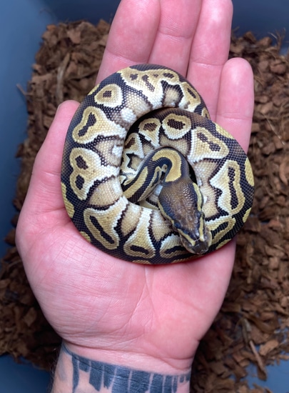 Mojave Ball Python by Combat Creations
