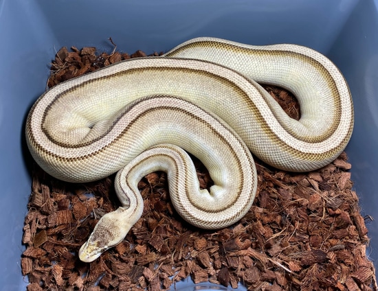 Proven Pastel Butter G Stripe Ball Python by Combat Creations