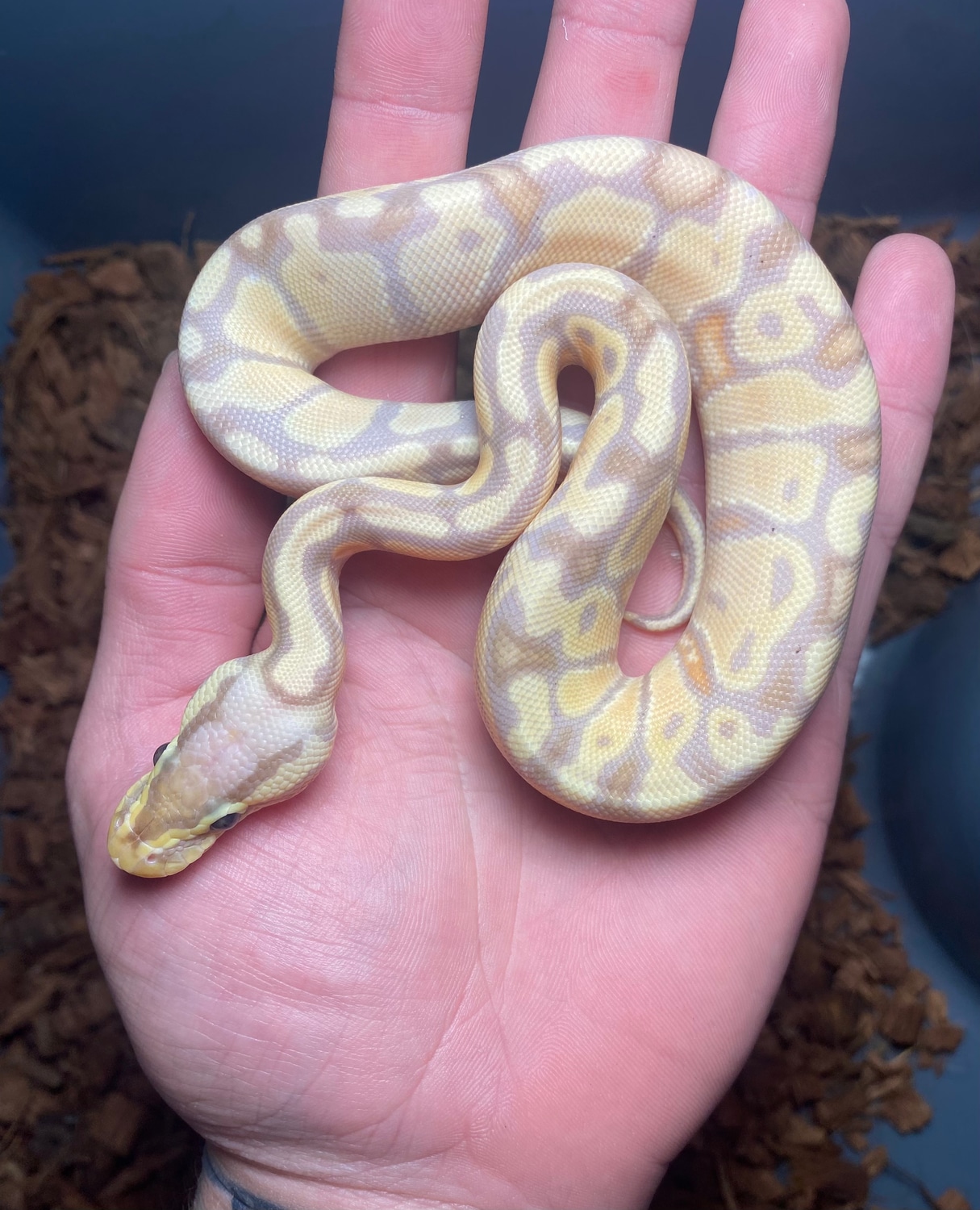 Banana Blade Het Clown Ball Python by Combat Creations - MorphMarket