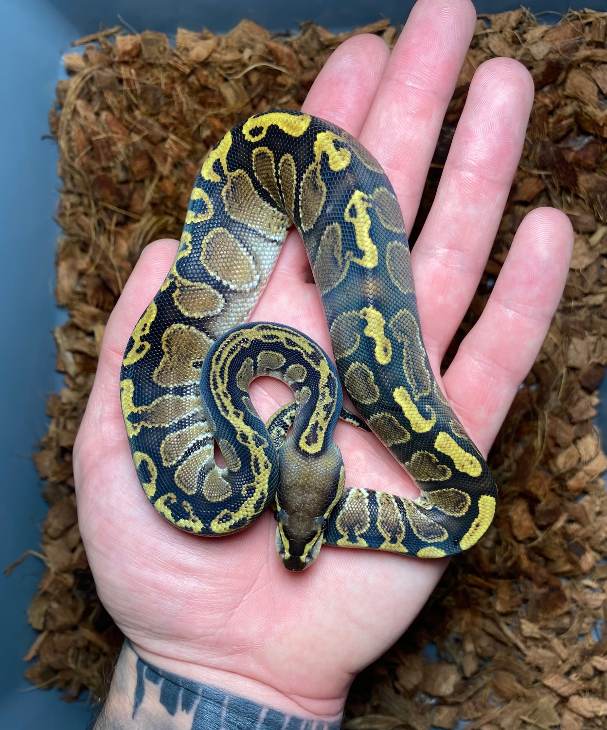 GHI Fire/Vanilla Ball Python by Combat Creations - MorphMarket