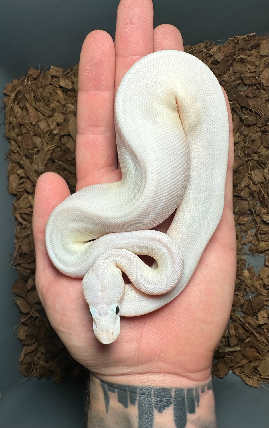 Super Fire Ball Python by Combat Creations - MorphMarket
